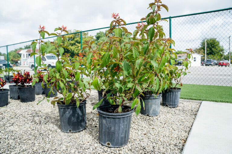 Firebush - Tropical Garden Supply - Riz Garden Hollywood, FL